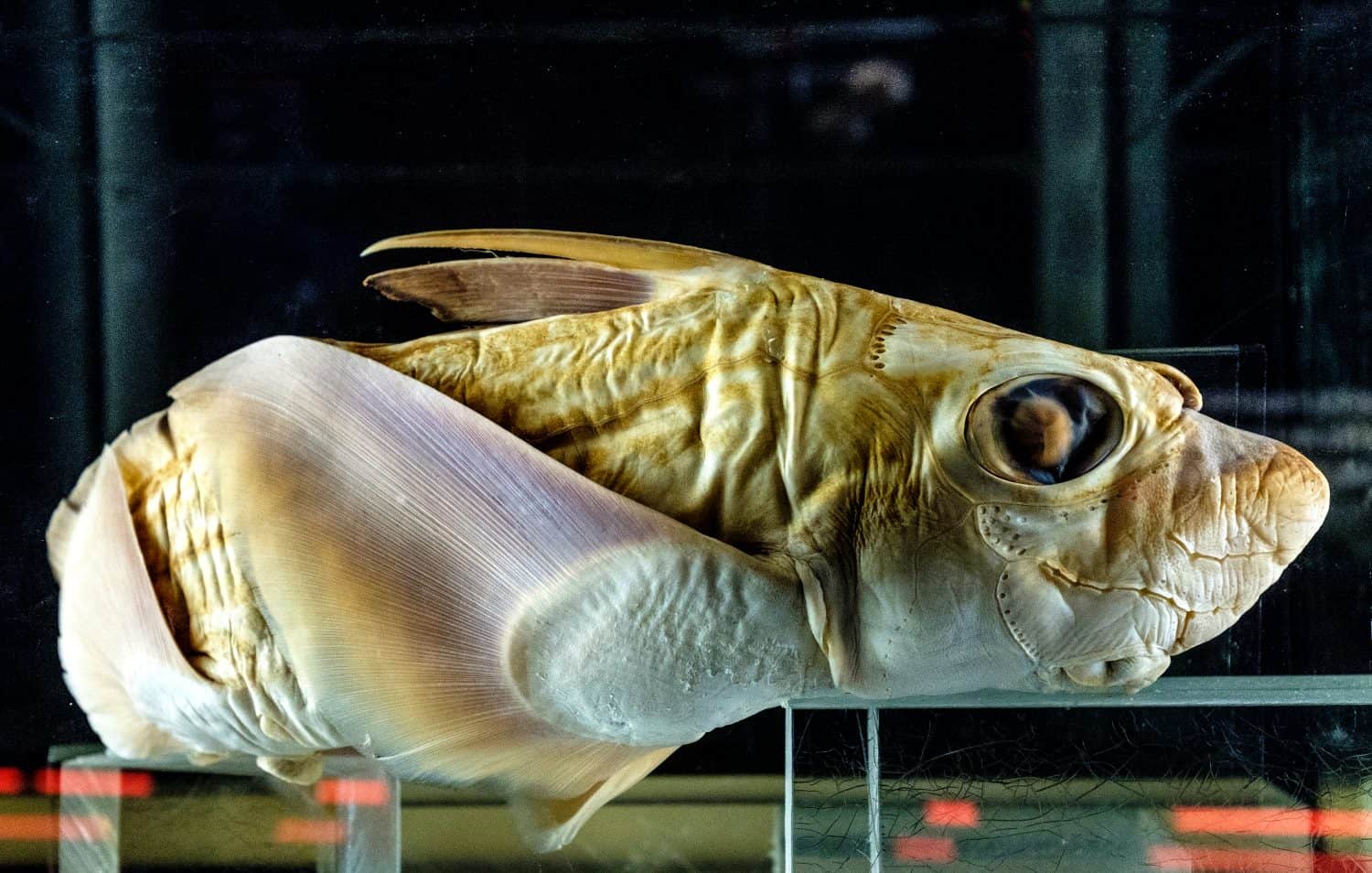 Ghost Shark or Rabbitfish? The Strange Truth About Chimaeras - A-Z Animals