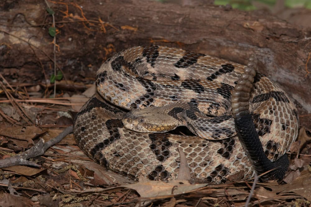 Virginia's Most Dangerous Snakes You May Encounter This Summer - A-Z ...