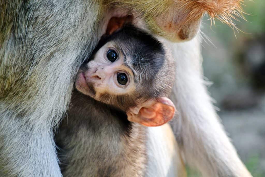 A 1-Pound Monkey Rejected by His Mom Now Clings to a Stuffed Dog - A-Z ...