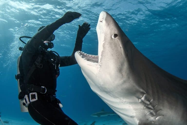How Do Fish Survive the Winter? 5 Amazing Ways They Adapt - A-Z Animals