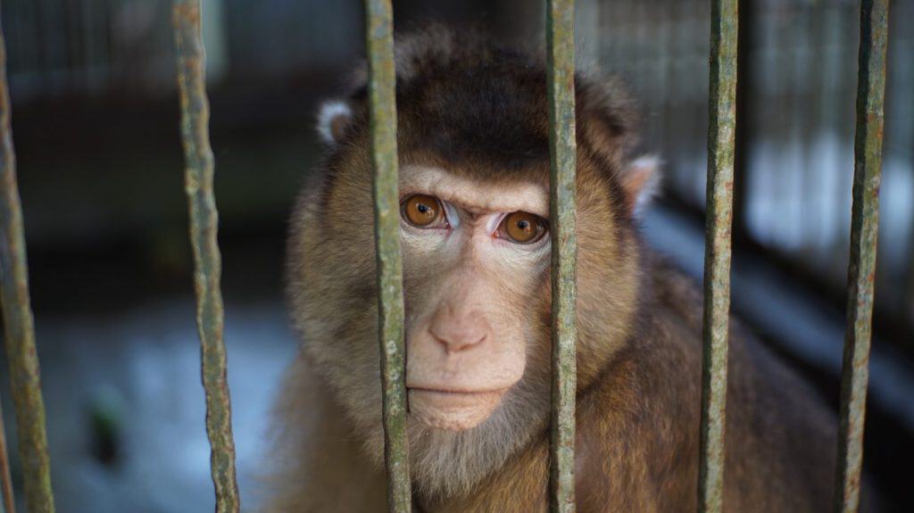1,600 Primates Listed for Sale on Facebook in Six Weeks - A-Z Animals