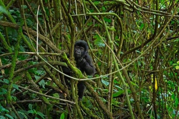 How AI Is Turning Blurry Jungle Video into Primate Research Gold - A-Z ...
