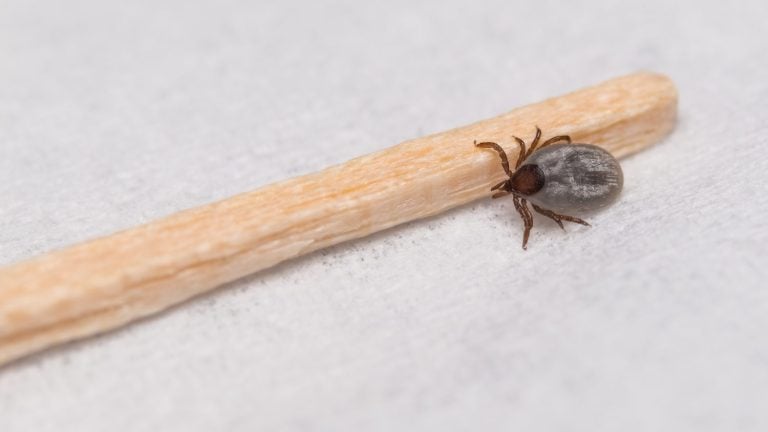 How a Poppy-Seed-Sized Nymph Spreads Lyme Disease Undetected - A-Z Animals
