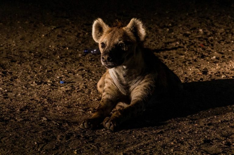 Inside Harar, Where Wild Hyenas Eat from Human Hands at Night - A-Z Animals