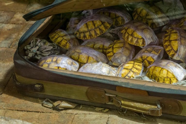 How 709 Reef Animals Struggled to Survive 120 Hours Sealed in Plastic ...