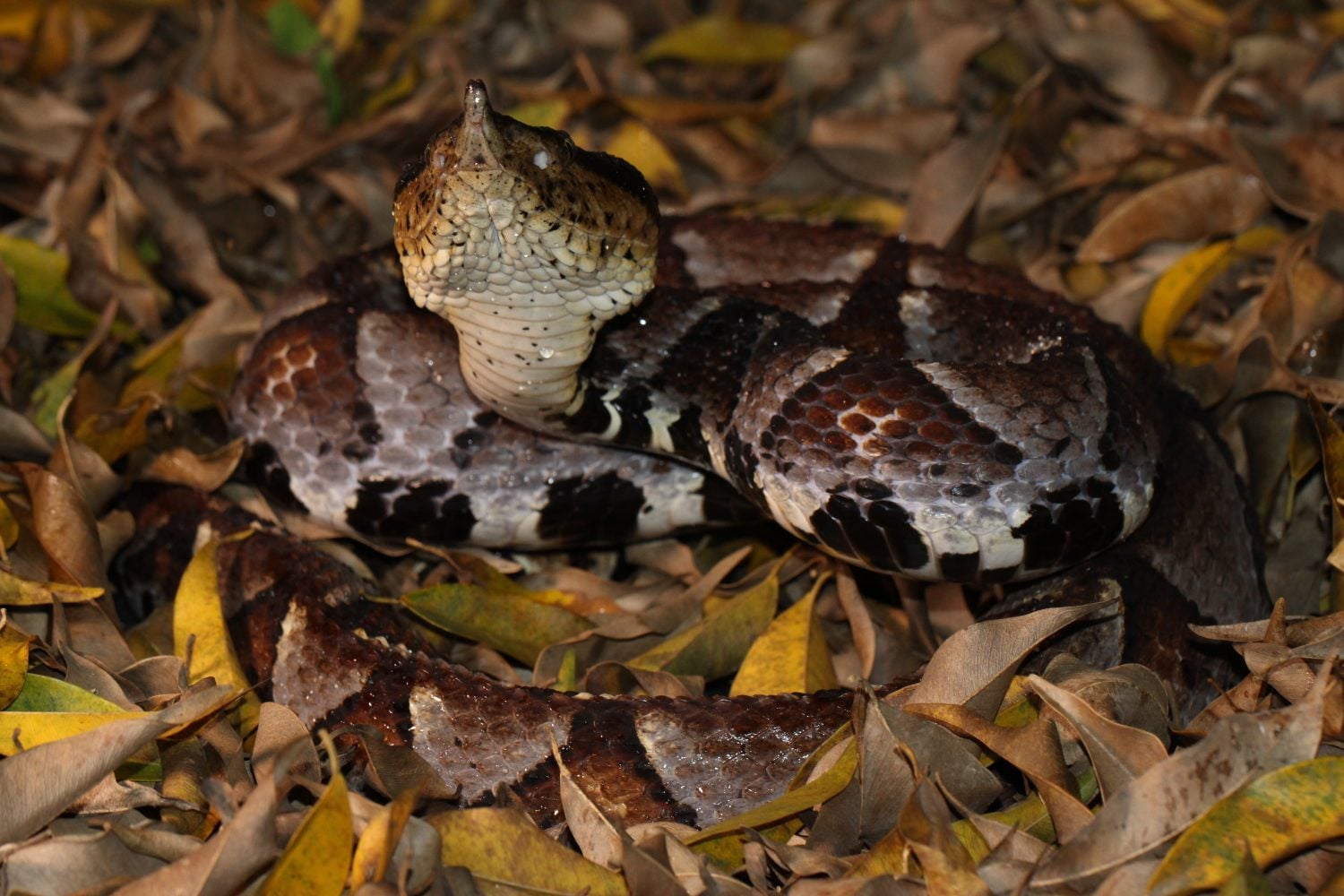 How Fast Is a Viper Strike? This Slow-Motion Video Shows All - A-Z Animals