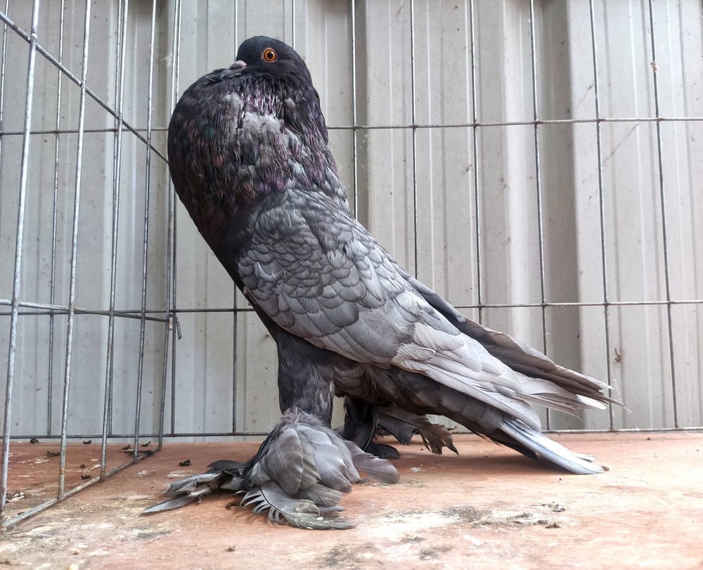 Watch Pouter Pigeons Inflate Their Necks to Woo a Mate - A-Z Animals