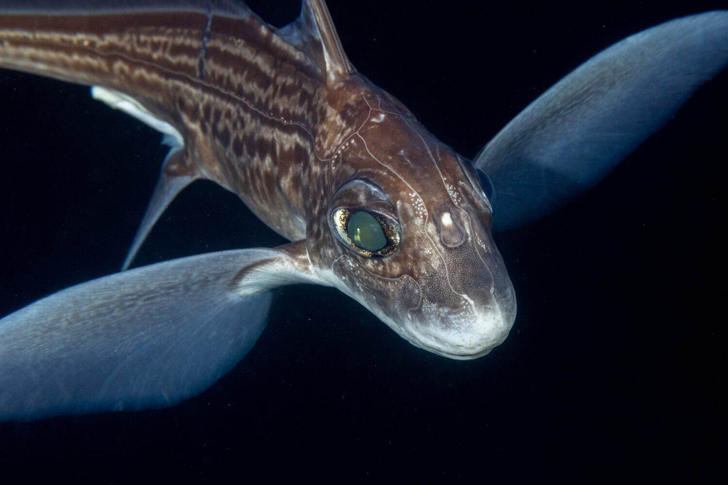 Ghost Shark or Rabbitfish? The Strange Truth About Chimaeras - A-Z Animals