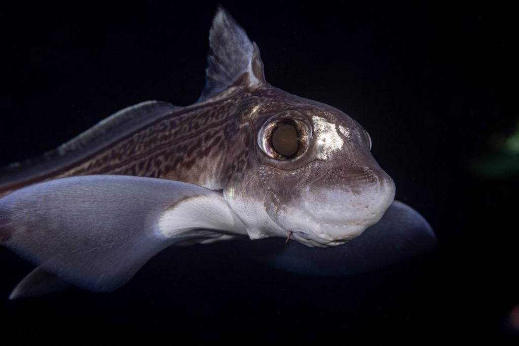 Ghost Shark or Rabbitfish? The Strange Truth About Chimaeras - A-Z Animals