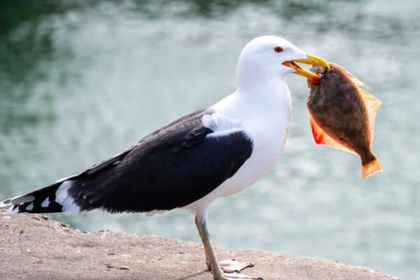 A Live Fish Is Writhing Inside This Bird's Neck - A-Z Animals