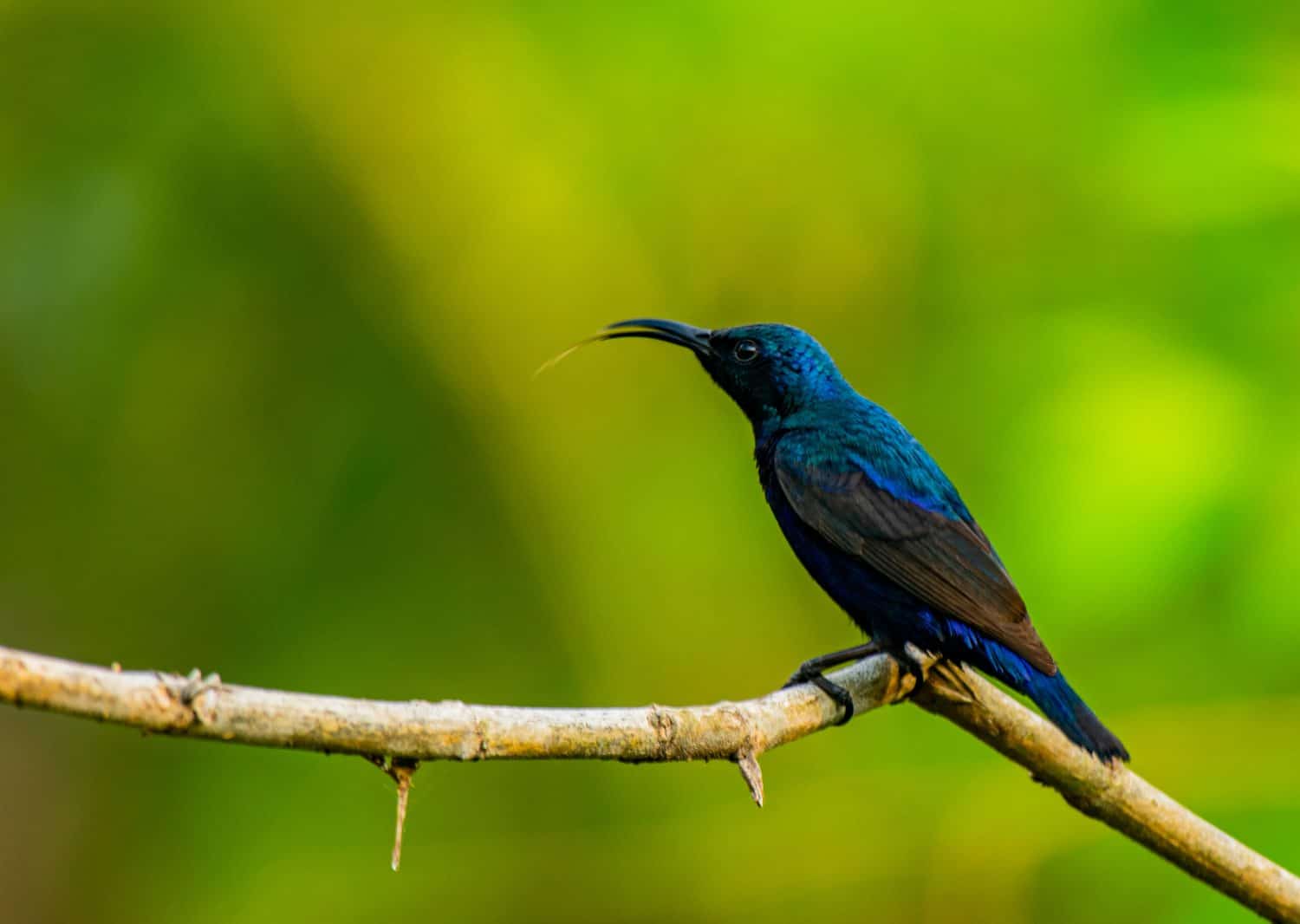 This Bird Transforms into a Shimmering Display During Mating Season - A ...
