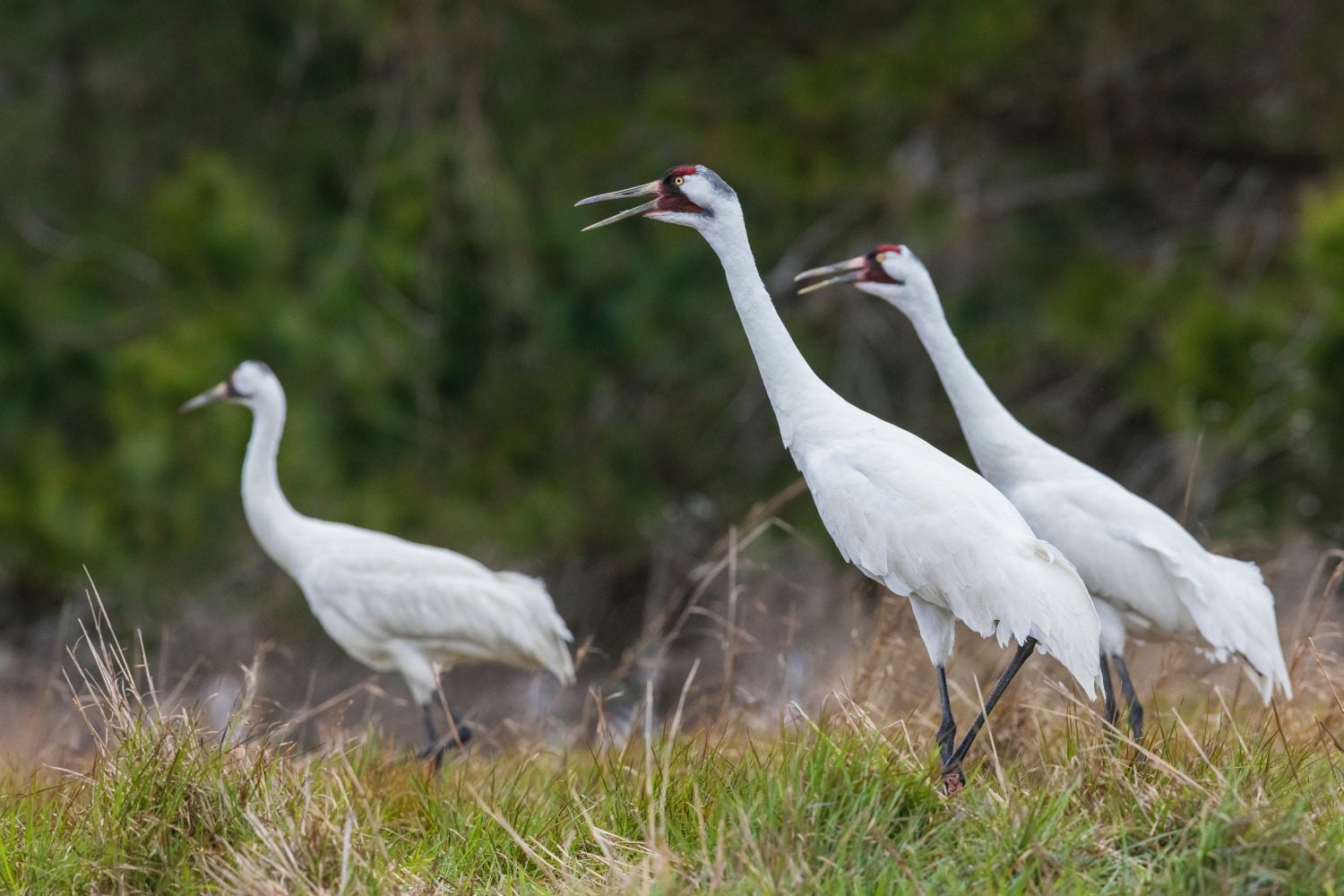 The Best Texas Birdwatching Spots to Visit This Summer - A-Z Animals