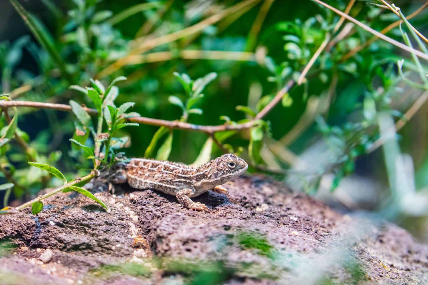 Lost for 50 Years, This Tiny Dragon Now Needs 500 to Be Safe - A-Z Animals