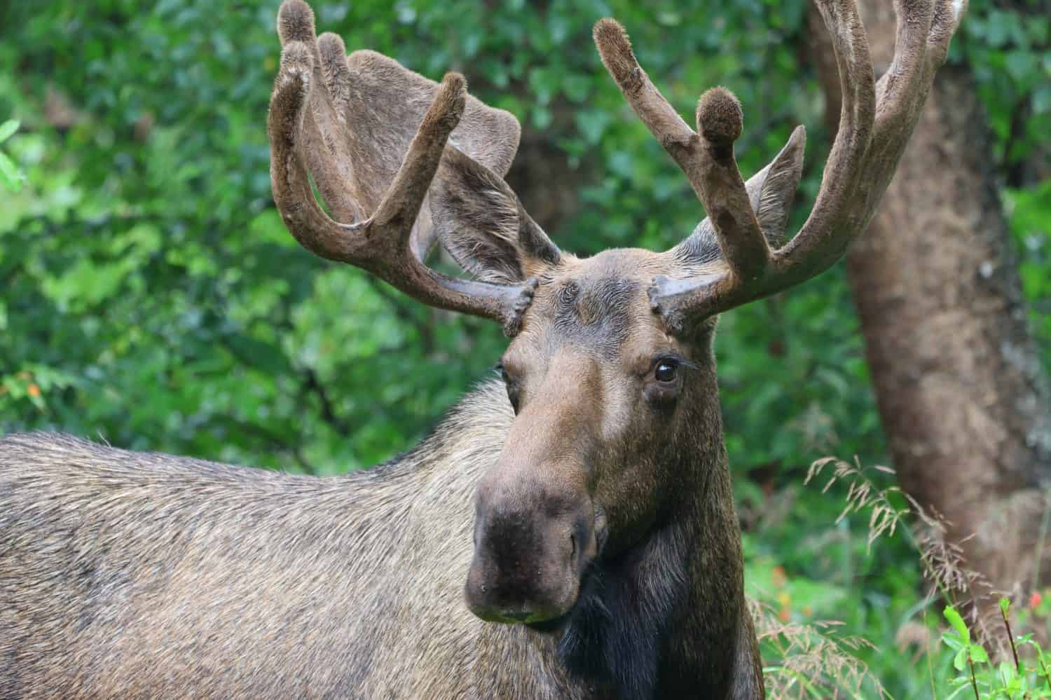 This Moose Gives Terrifying Side Eye Before Attacking - A-Z Animals