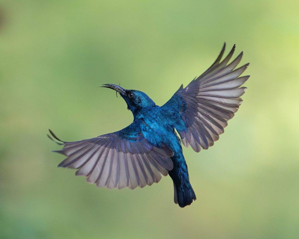 This Bird Transforms into a Shimmering Display During Mating Season - A ...
