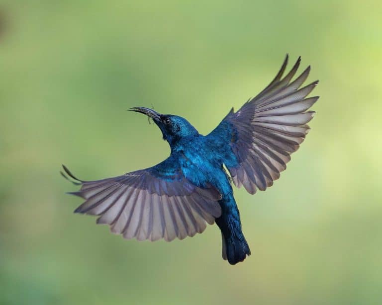 This Bird Transforms into a Shimmering Display During Mating Season - A ...