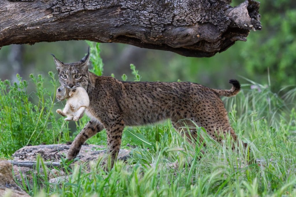 This Lynx Soaks Prey in Water — and Teaches Her Cubs to Do It - A-Z Animals