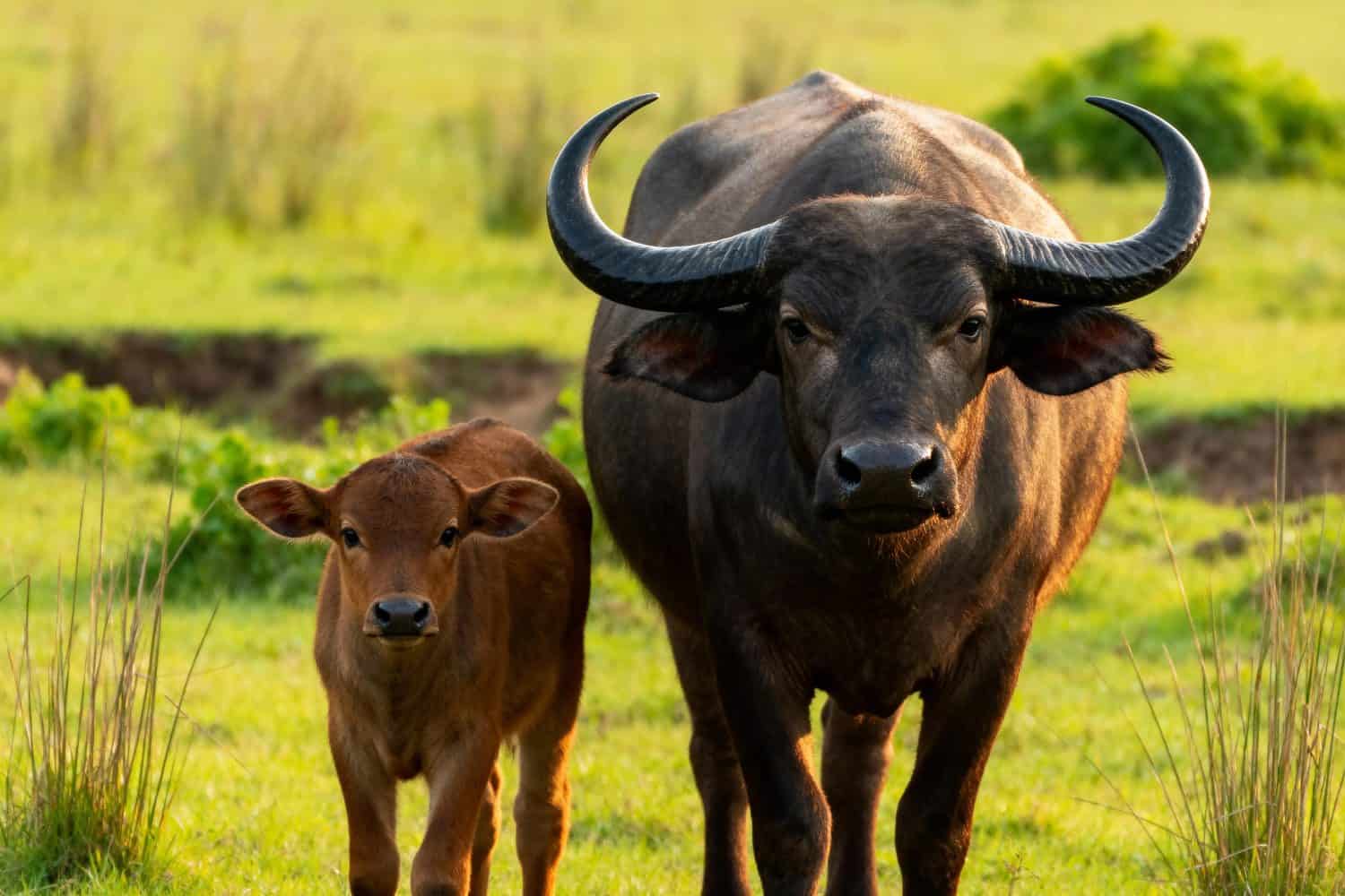 The Precious Moment a Newborn Buffalo Calf Finds Its Footing - A-Z Animals