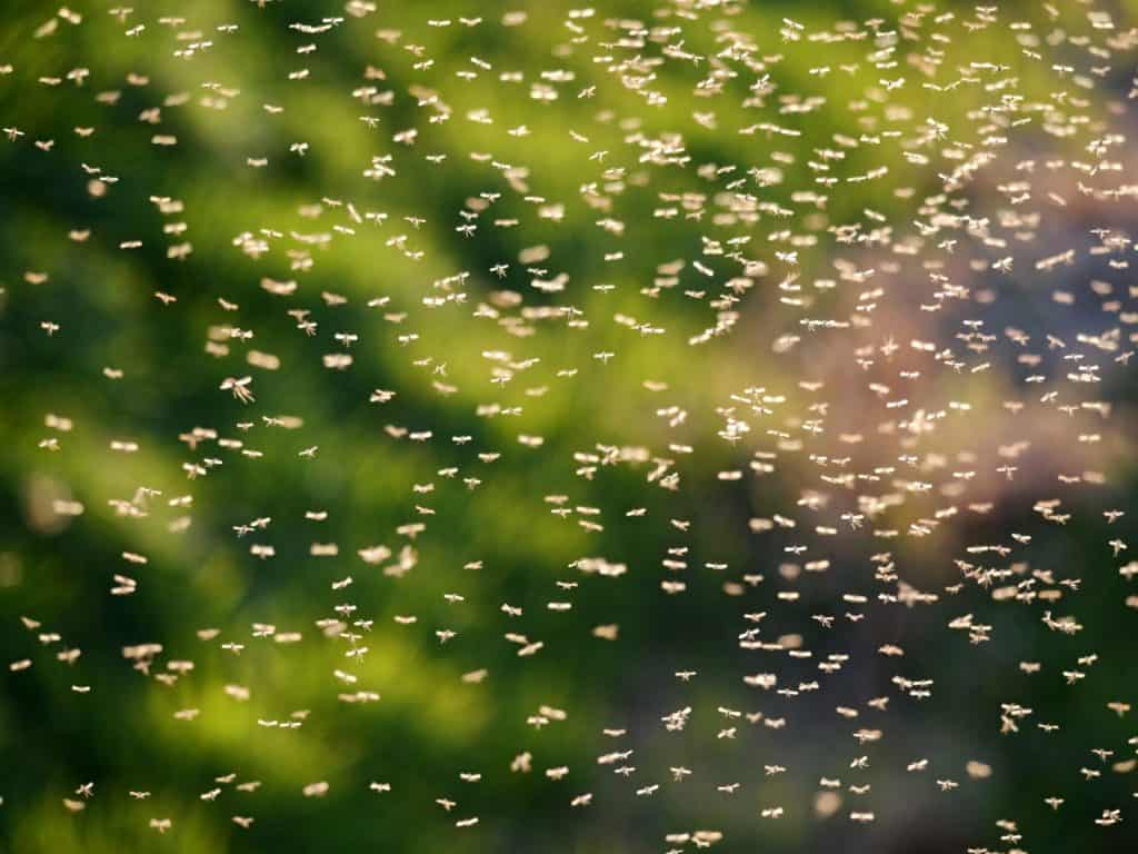 Tiny Airborne Insects Are Leaving DNA Trails in the Sky - A-Z Animals