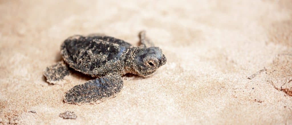 Spotted a Turtle on the Road? Experts Say Do This First - A-Z Animals