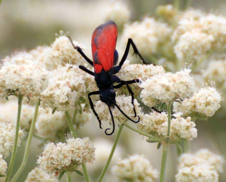 This Wasp Paralyzes Tarantulas, But What Does Its Sting Do to Humans ...