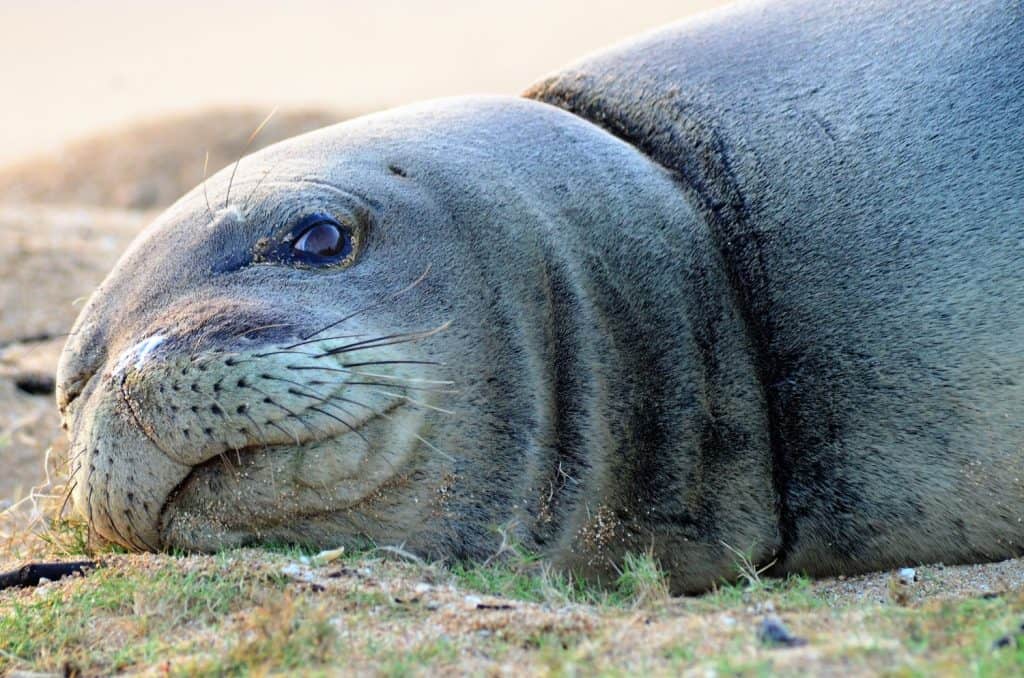 The Caribbean Monk Seal Trusted Humans and Went Extinct by 1952 - A-Z ...