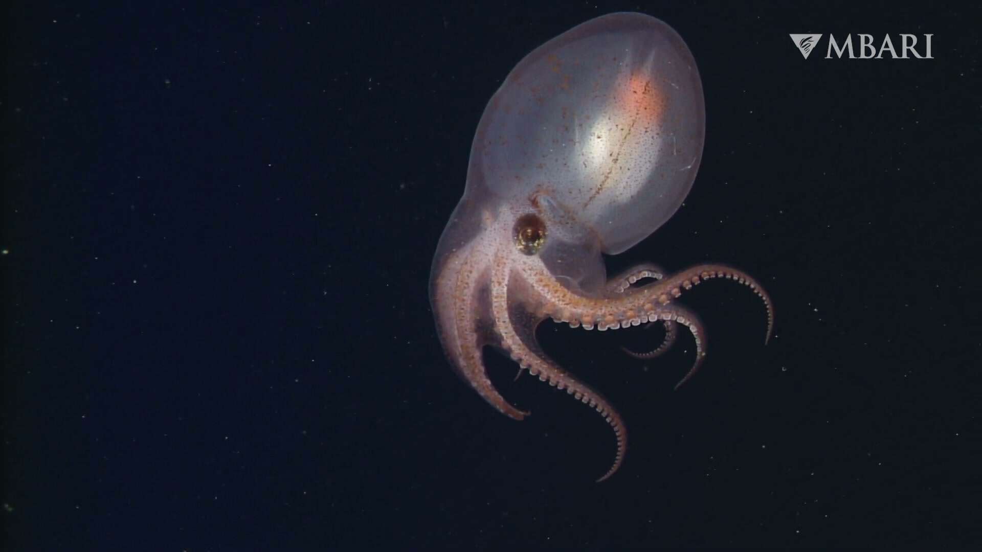 Chigger Animal Facts - Trombiculidae - A-Z Animals