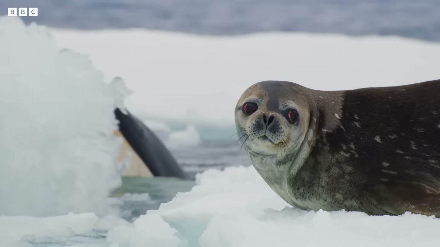 These Animals Make Human Serial Killers Look Tame - A-Z Animals