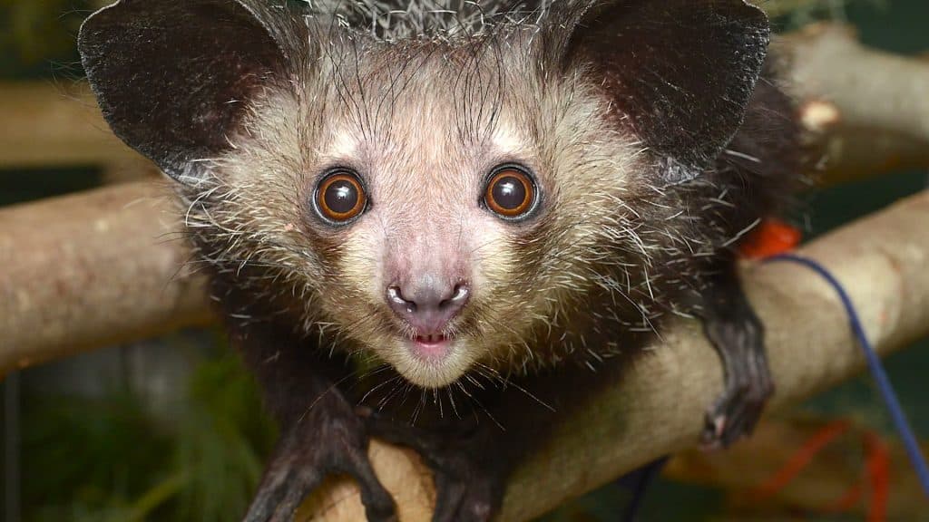 Meet the "Swiss Army Knife" of Primates - A-Z Animals