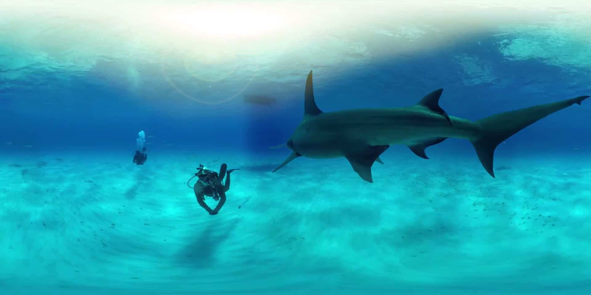 Flying Fish Animal Facts - Exocoetidae - A-Z Animals