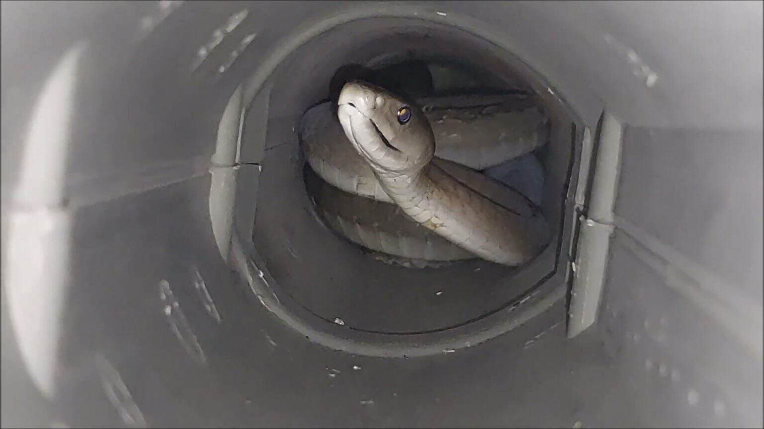 A 6.5-Foot Black Mamba Squeezed Inside a Leaf Blower - A-Z Animals