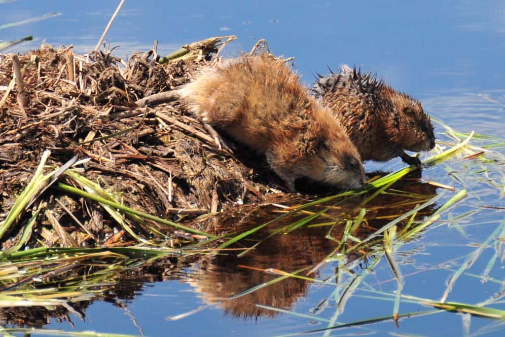 Muskrat Animal Pictures | A-Z Animals