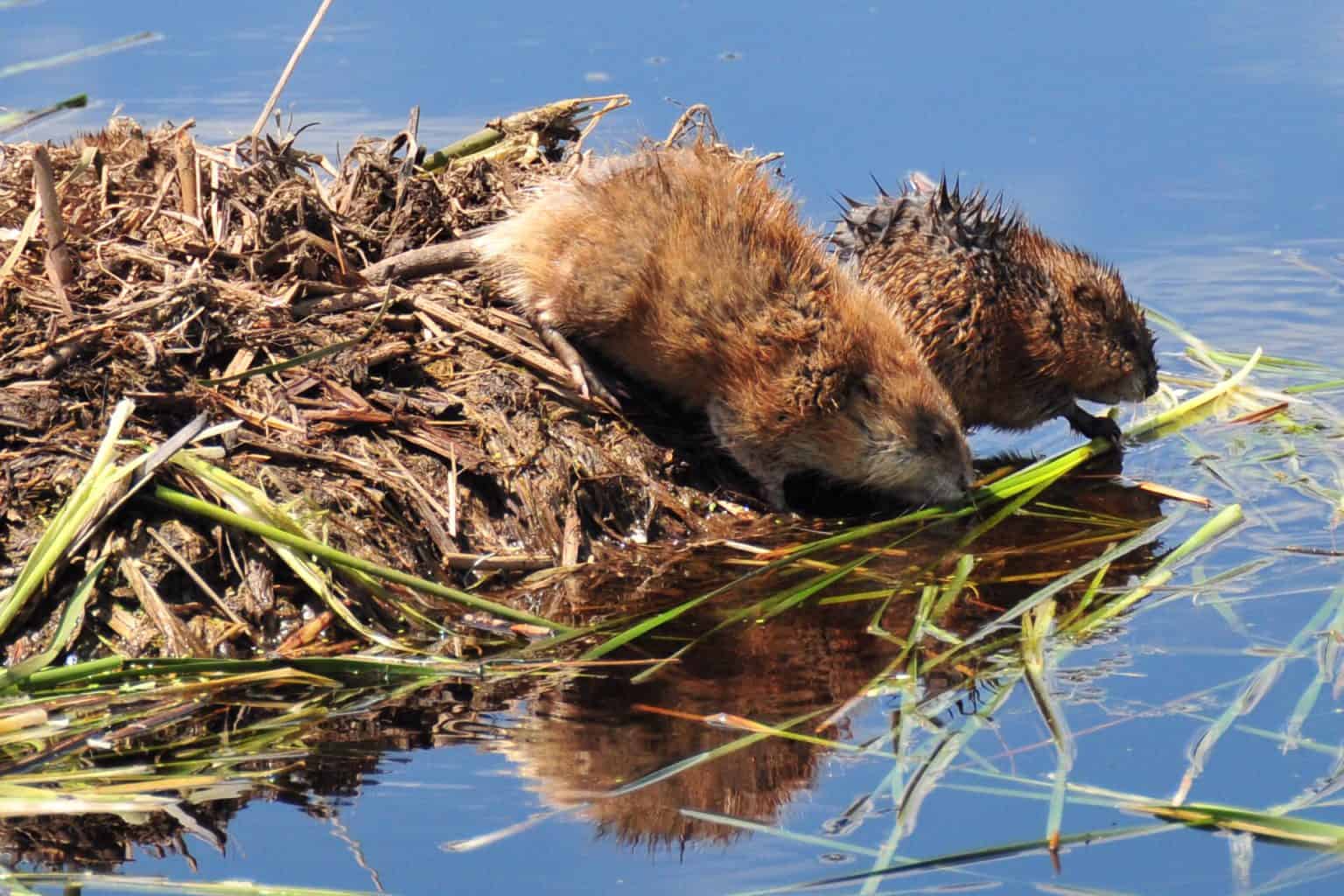 Muskrat Animal Pictures | A-Z Animals
