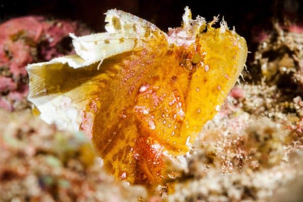 Ambush Hunters That Look Like Ordinary Leaves - A-Z Animals