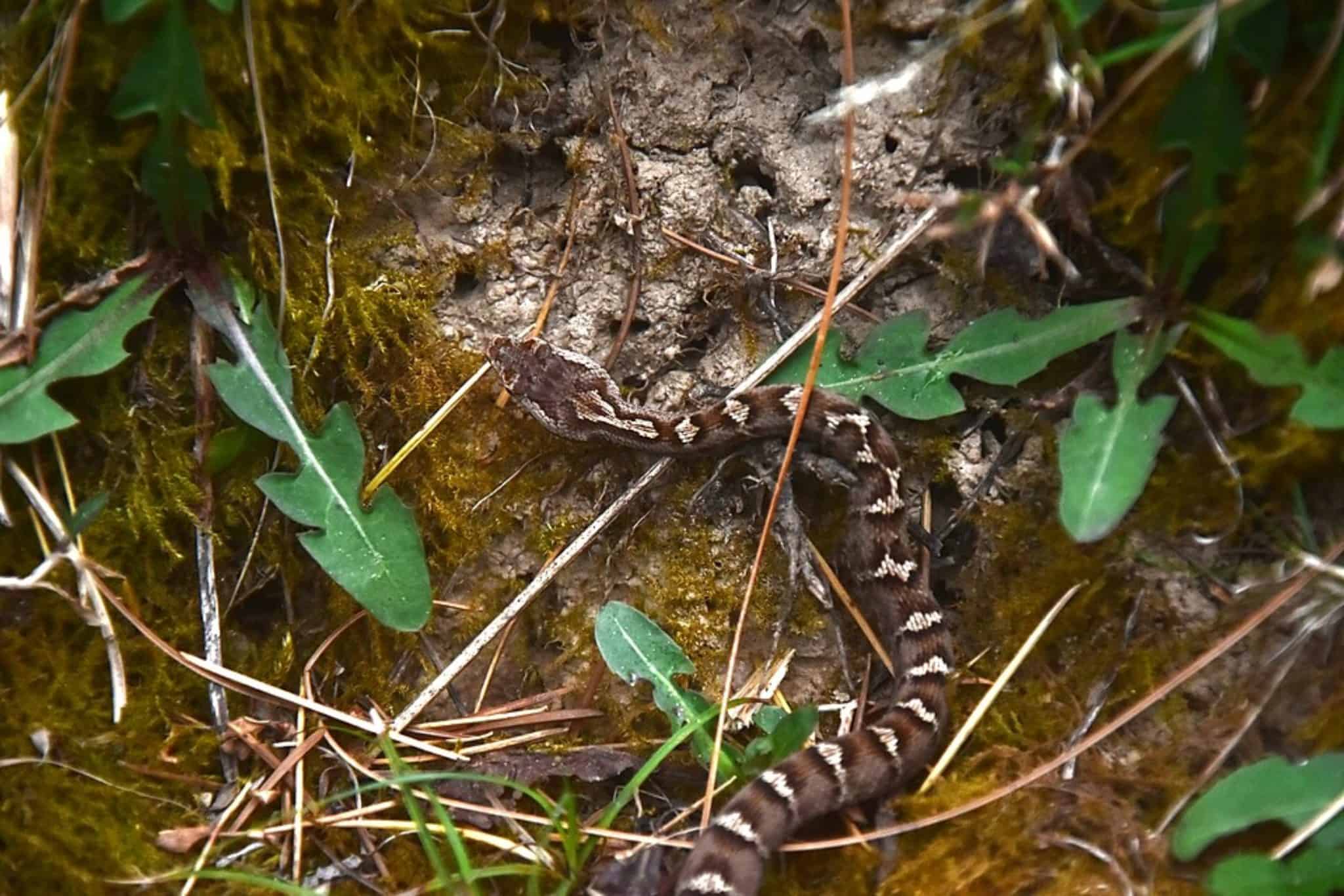 DNA Uncovers 5 Species Hiding in 1 Himalayan Pit Viper Name - A-Z Animals