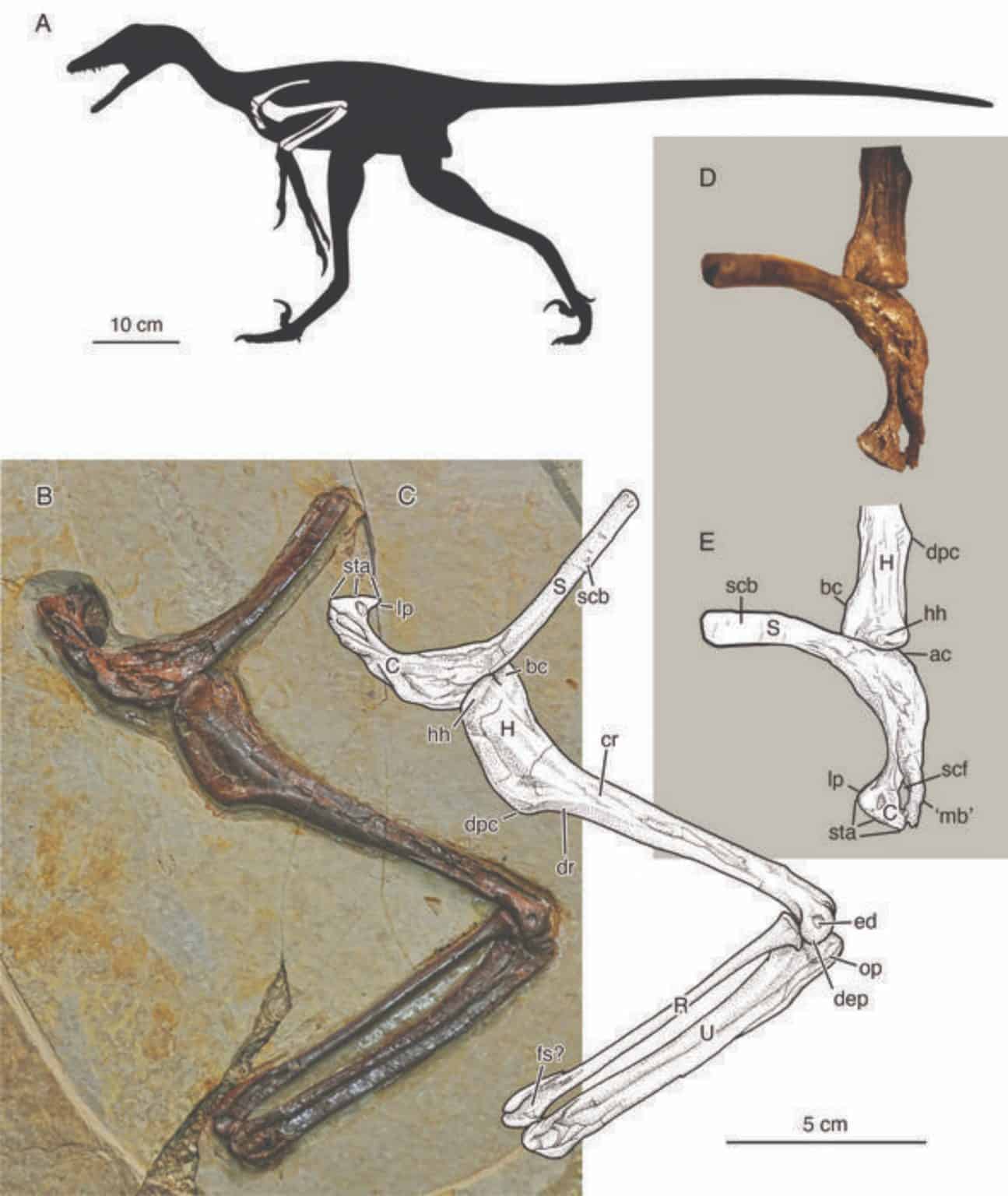 This Velociraptor's Four-Winged Cousin Hunted Birds - A-Z Animals