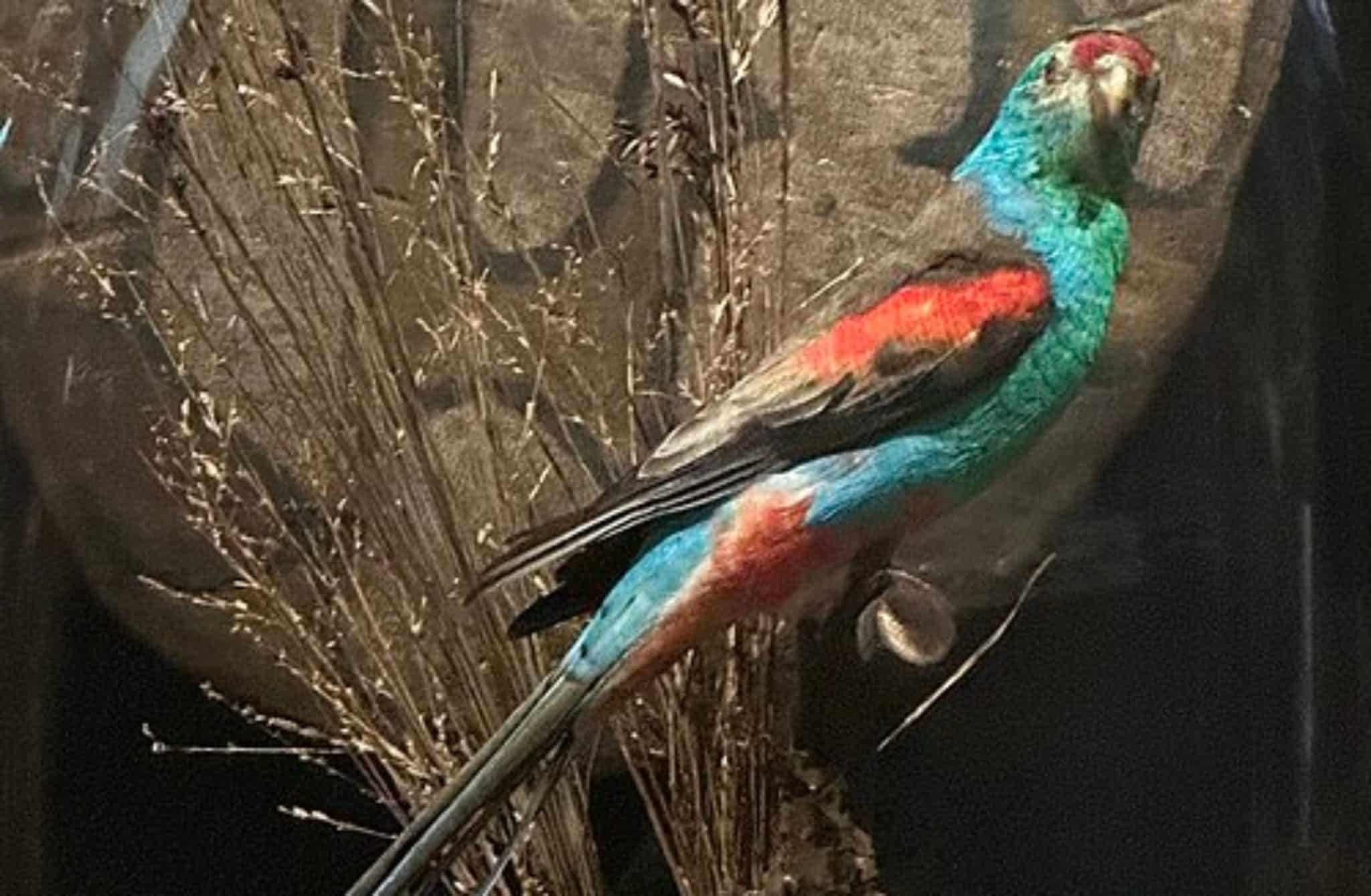 Australia Had the World's Most Beautiful Parrot. Now It's Gone Forever ...