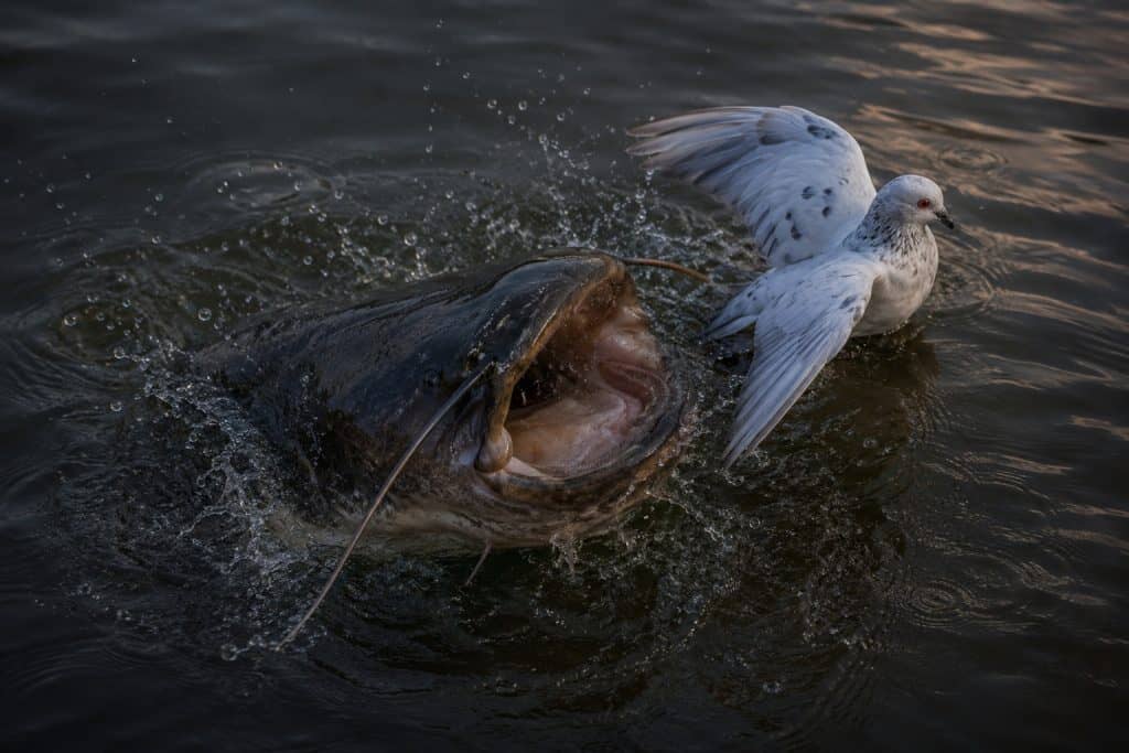This Massive Wels Catfish Snatched a Pigeon and Swallowed it Whole - A ...
