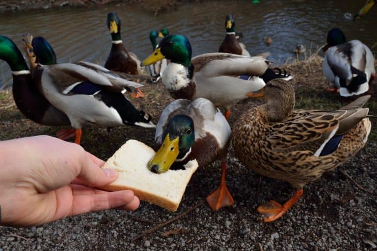 How Feeding Ducks Bread Can Cause "Angel Wing" - A-Z Animals