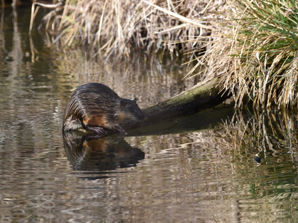 The Australian Rat That Flips Cane Toads Before Eating Them - A-Z Animals