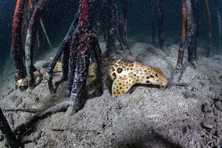Scientists Discover Amazing New Species of "Walking Shark" in Papua New ...