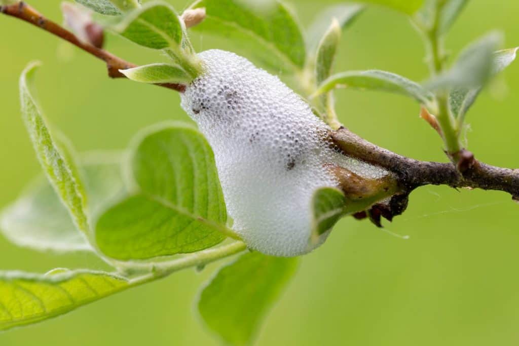What Is the Weird Foamy Bug Hiding in Your Garden? - A-Z Animals