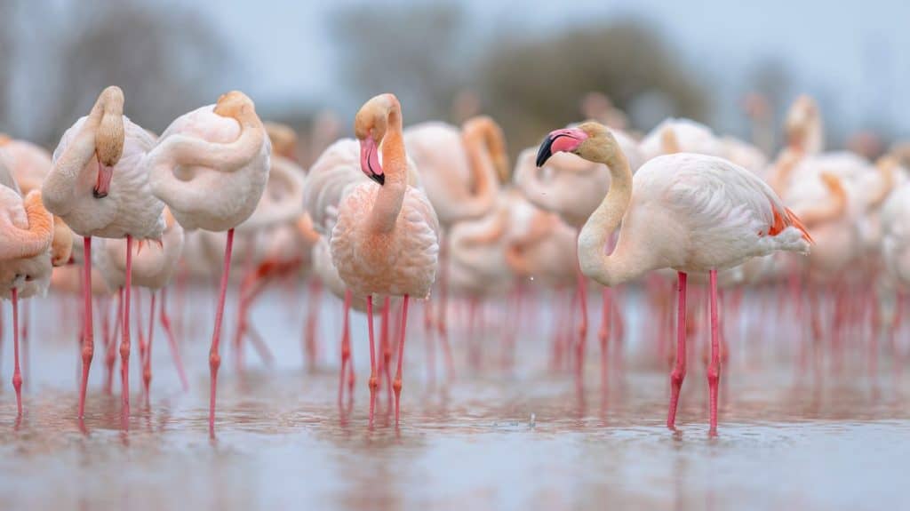 24,000 Flamingos Are Wintering in Venice. Will They Stay? - A-Z Animals