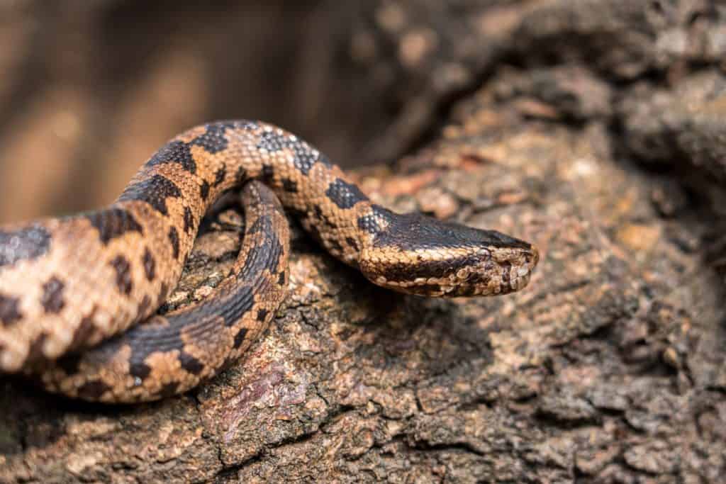 DNA Uncovers 5 Species Hiding in 1 Himalayan Pit Viper Name - A-Z Animals