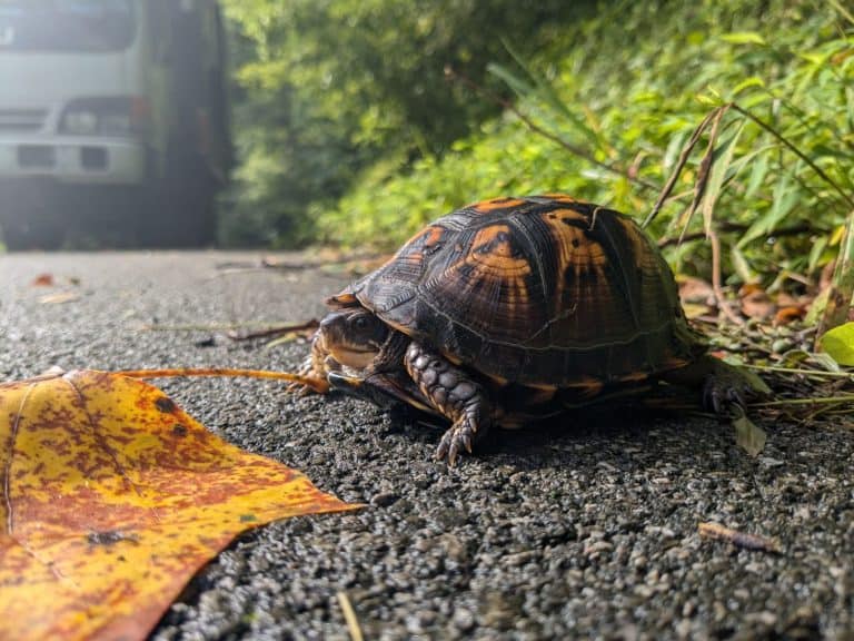 Spotted a Turtle on the Road? Experts Say Do This First - A-Z Animals