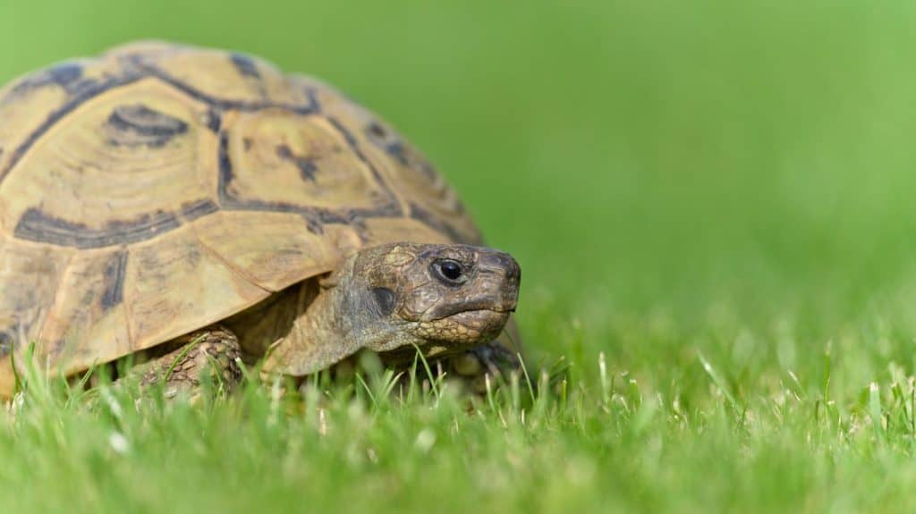No Predators, Plenty of Food — So Why Are These Tortoises in Trouble ...