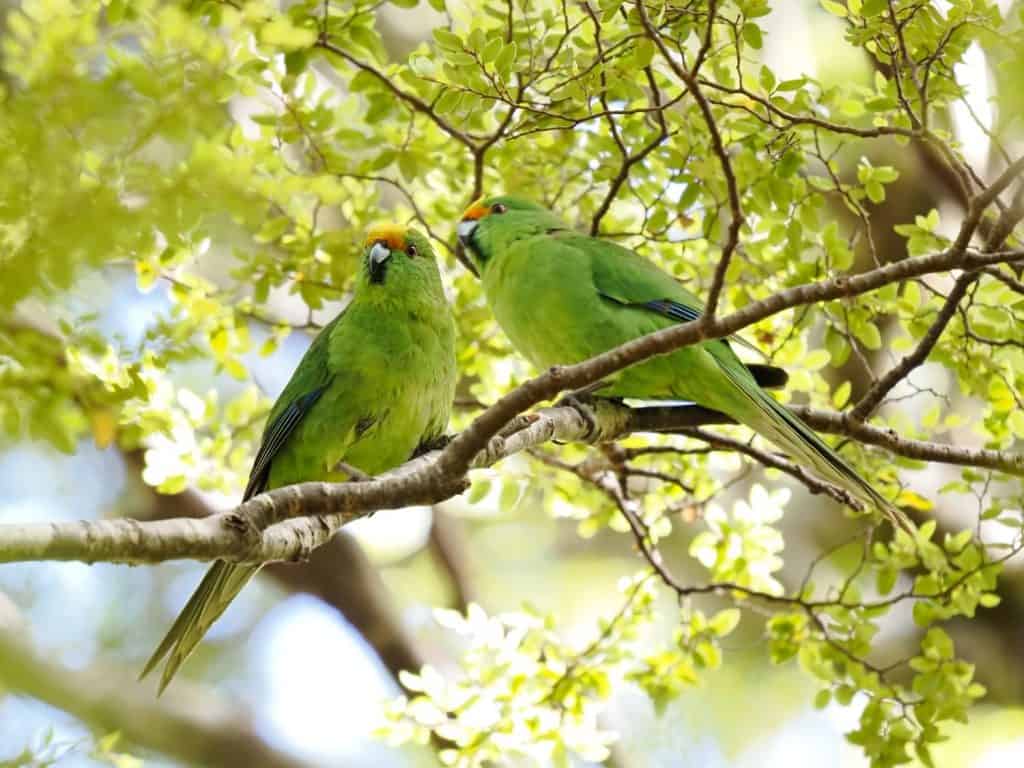 Declared Extinct Twice — Now One Pair Has 55 Chicks to Show - A-Z Animals