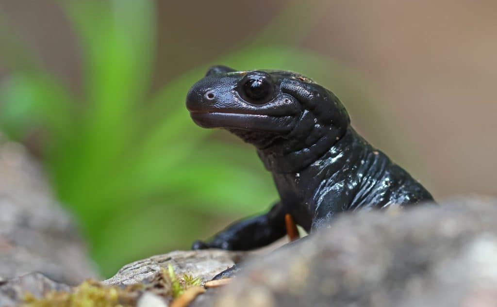 Rediscovered in 2014, This Salamander's Habitat Was Almost Lost to ...