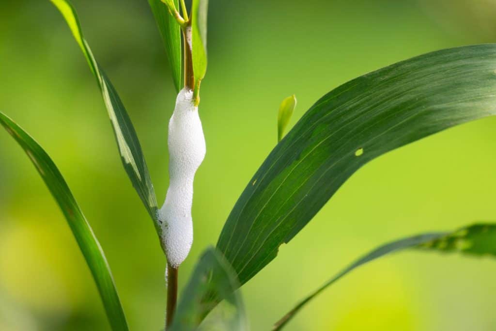 What Is the Weird Foamy Bug Hiding in Your Garden? - A-Z Animals