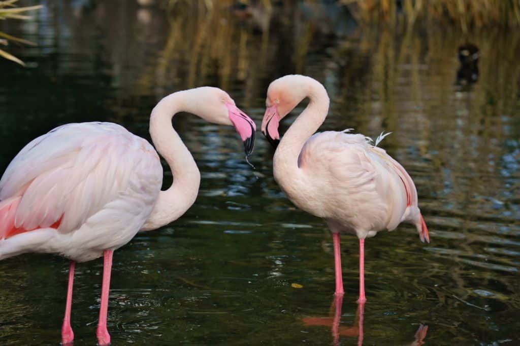 24,000 Flamingos Are Wintering in Venice. Will They Stay? - A-Z Animals